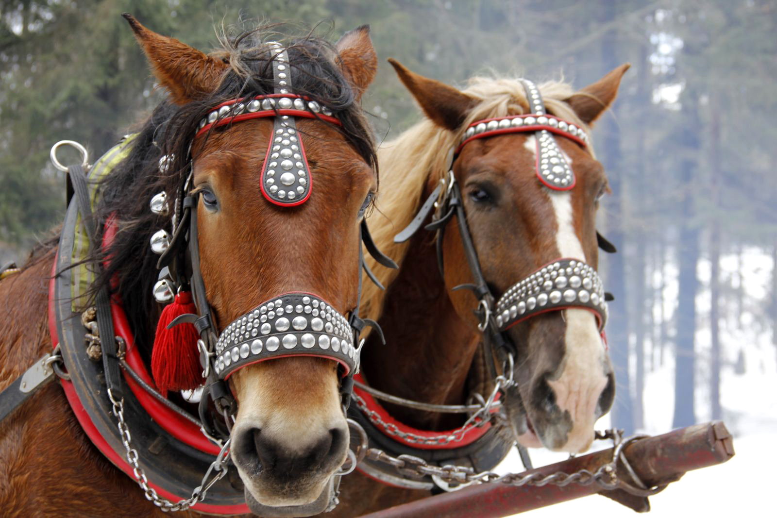 5 amazing winter activities in High Tatras, Slovakia - Svitforyou